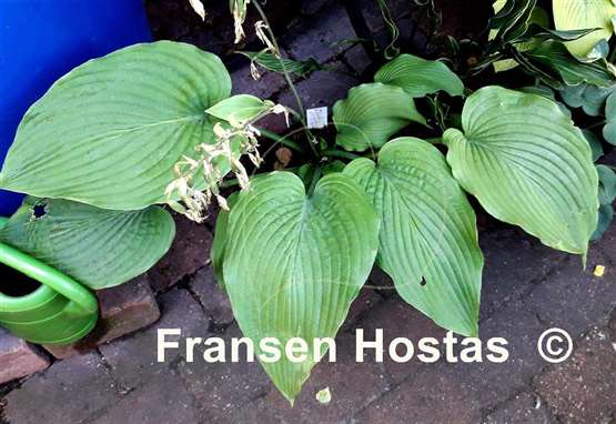 Hosta Jolly Green Giant - Fransen Hostas